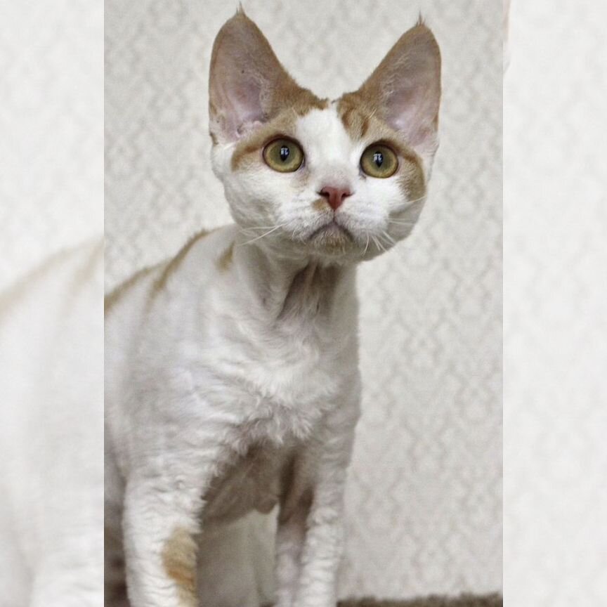 Девон-рекс, взрослый кот