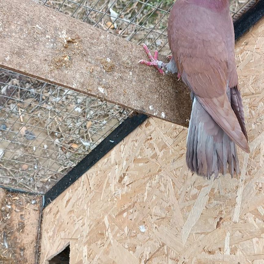 Голубь широкохвостый