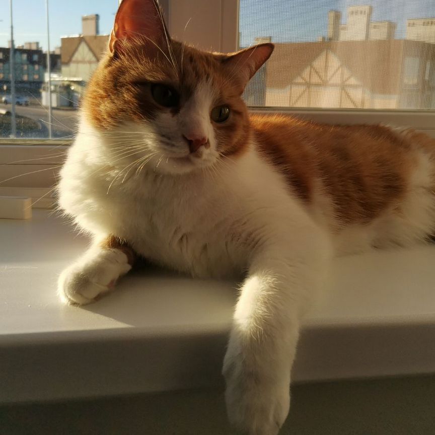 Отдам кота в добрые руки бесплатно