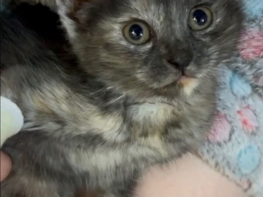 Котенок девочка в добрые руки