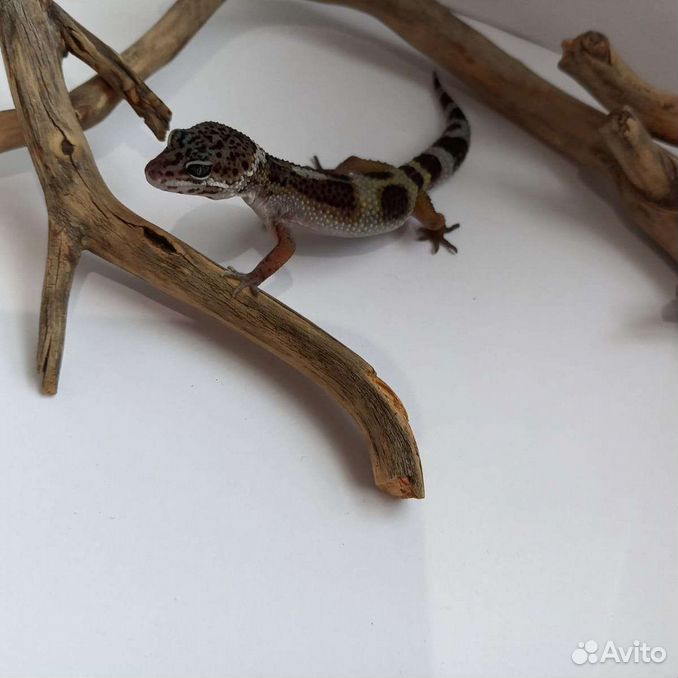 Эублефары cross Black Night