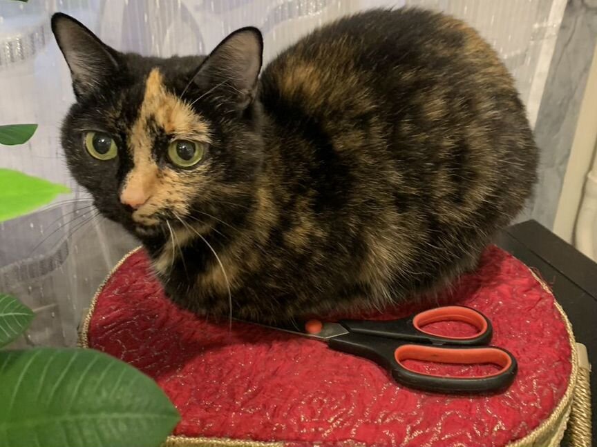 Маленькое чудо ищет новую семью