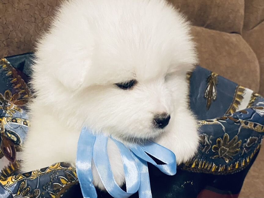 Самоедская лайка, малыши