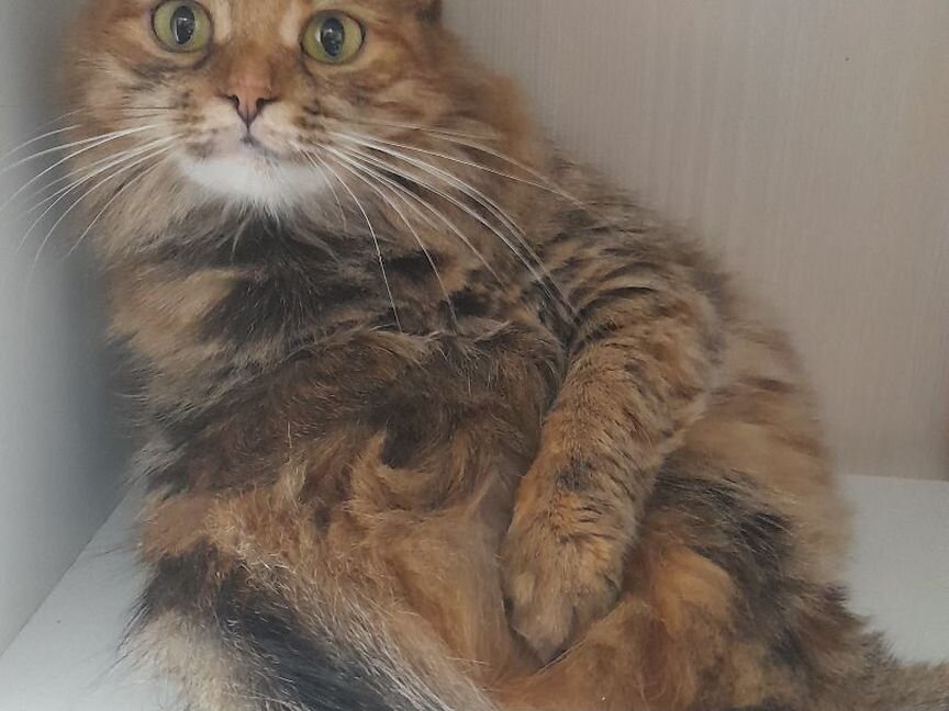 Кошечка ждет семью