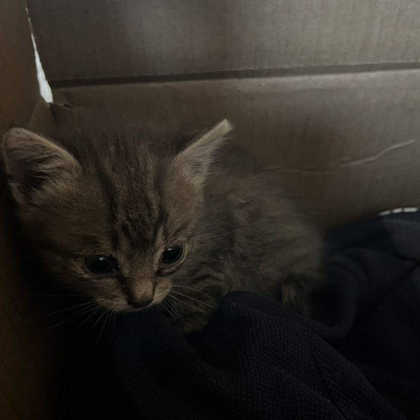 Котёнок в добрые руки