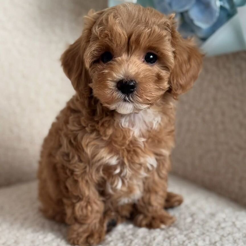 Мальтипу, щенок