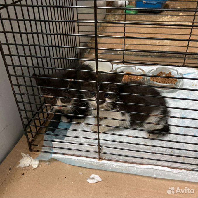 Котята сиротки