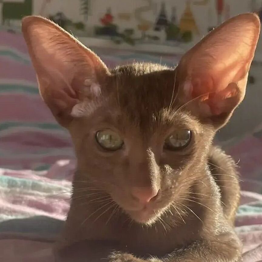 Ориентальный котёнок