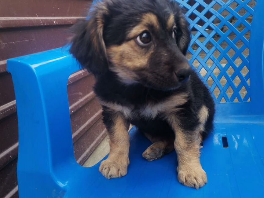 Собака в добрые руки отдам бесплатно