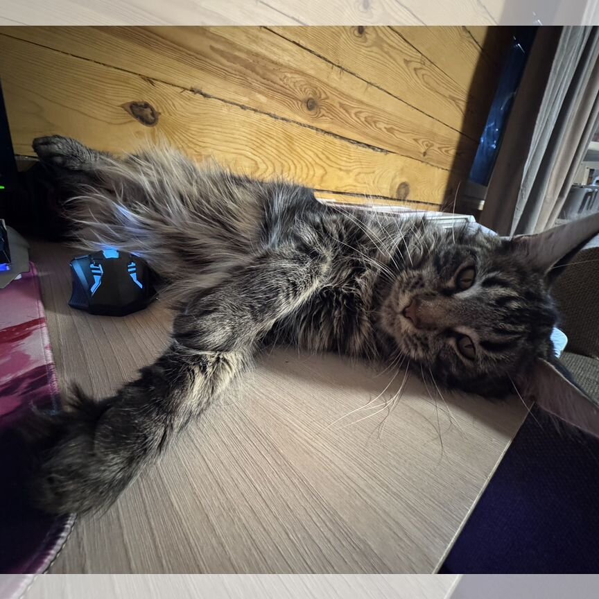 Мейн-кун котёнок
