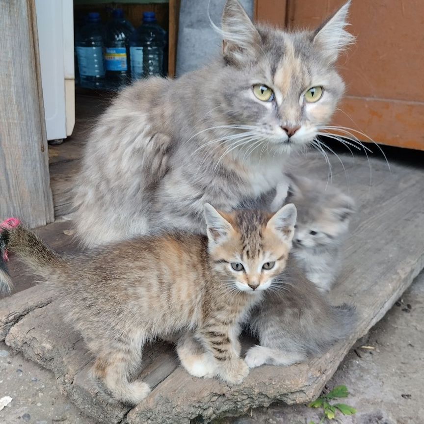 Котята в добрые руки