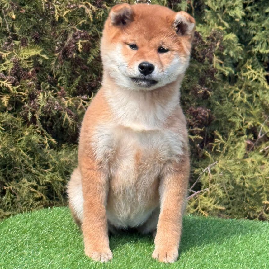 Сиба-ину, щенок