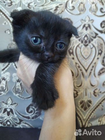 Кошки в добрые руки бесплатно