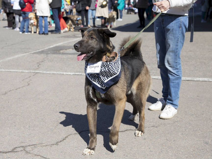 Отдаю песика Бруню в добрые руки