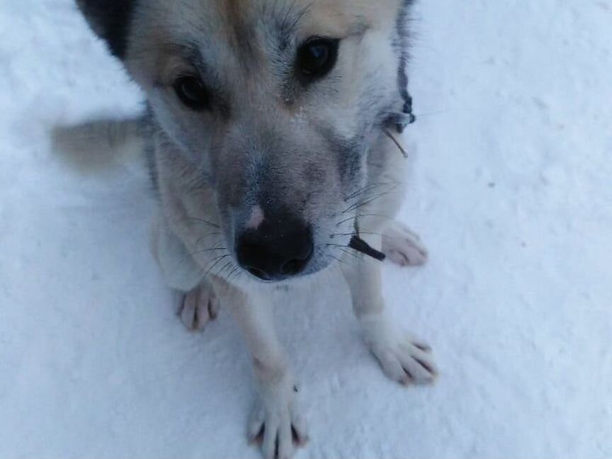 Собака в добрые руки