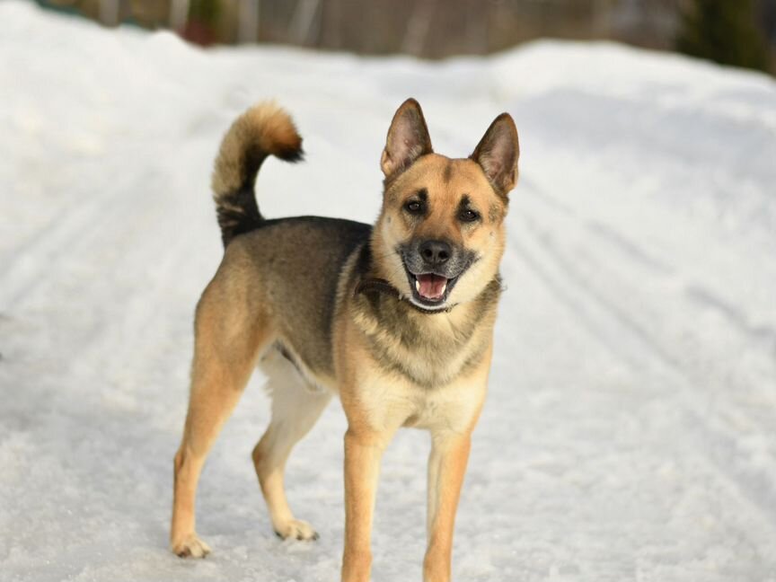 Собака в добрые руки