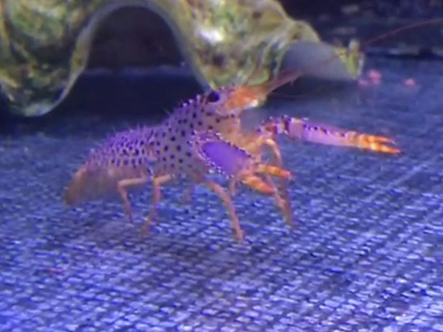 Омар рифовый для морского аквариума