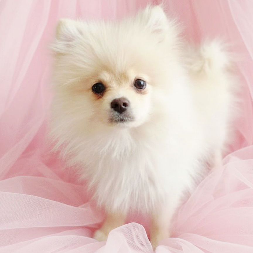 Померанский шпиц, щенок