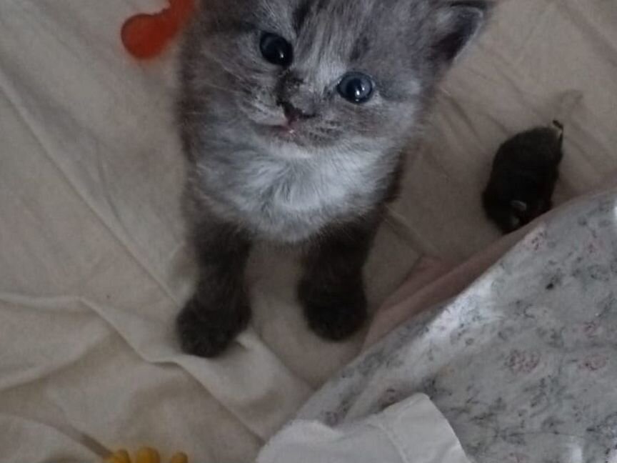Кот серый настоящий