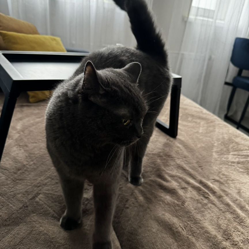 Британский кот