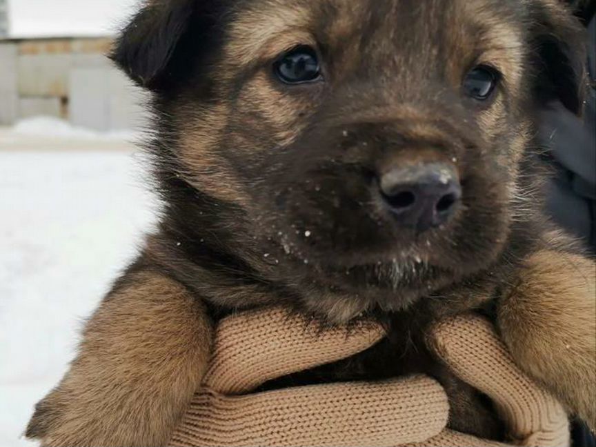 Ласковые щенки ищут хозяина