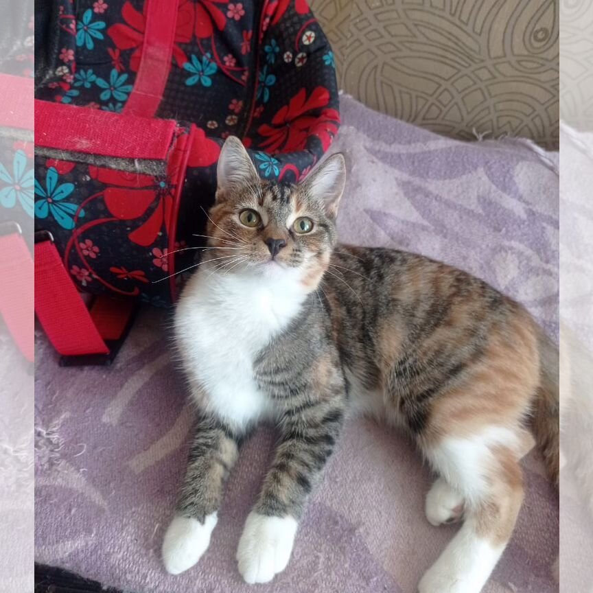 Котенок трехцветка в добрые руки