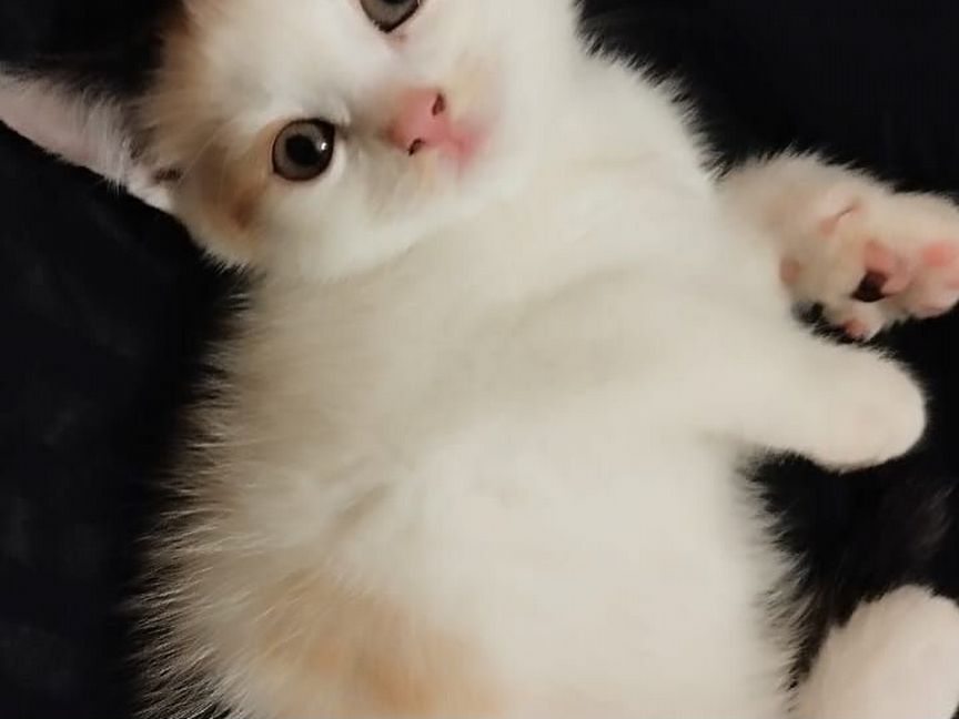 Котенок трехцветный,мальчик