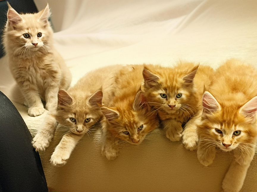 Котята мейн-кун рыжие