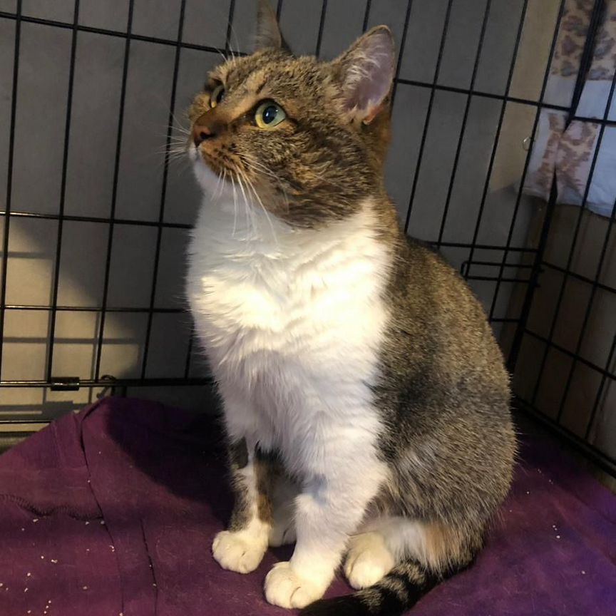 Варвара кошка в добрые руки бесплатно