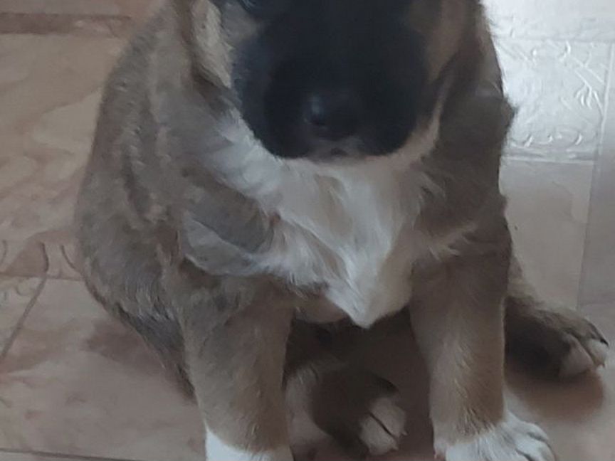 Собаки бесплатно в добрые руки щенки