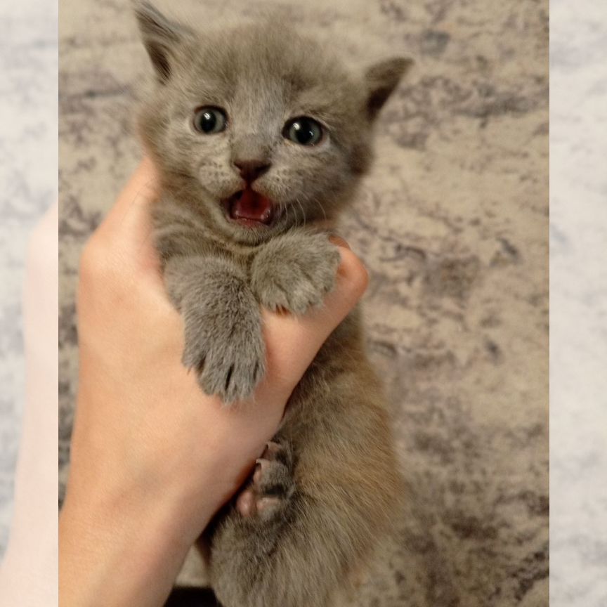 Котёнок в добрые руки