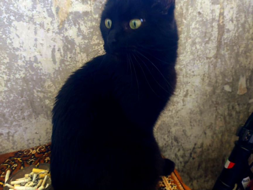 Кошка мейкун