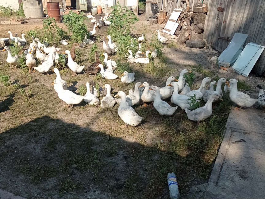 Утки на мясо