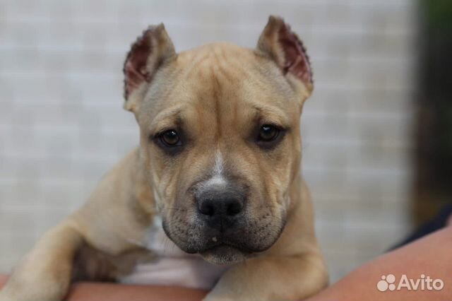 Щенок американского булли