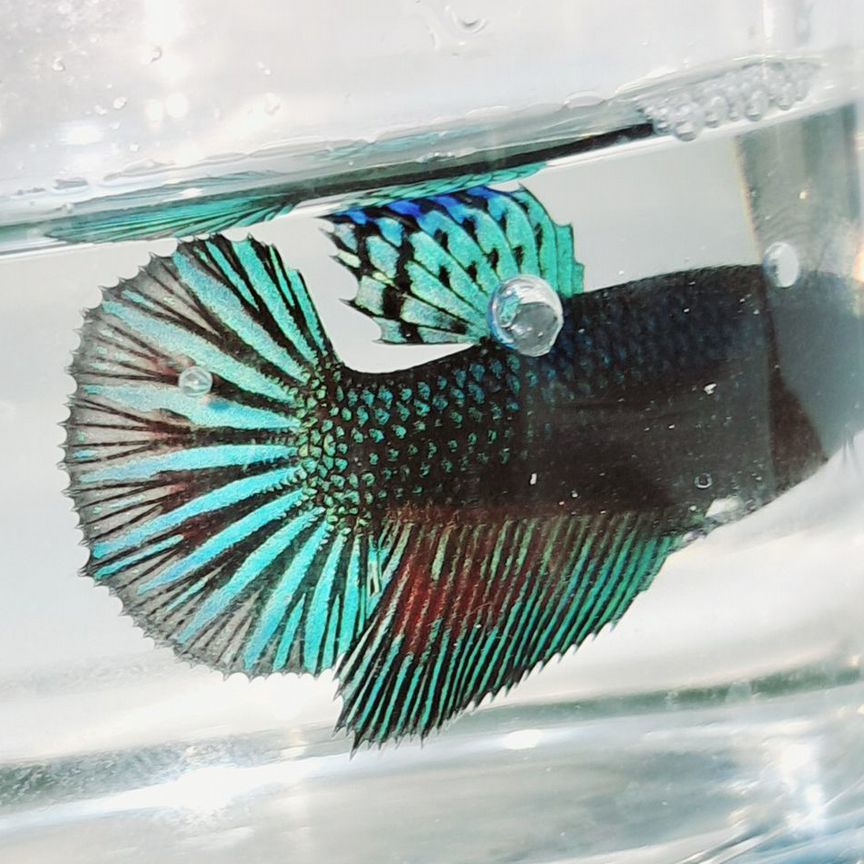 Рыбка петушок самец плакат