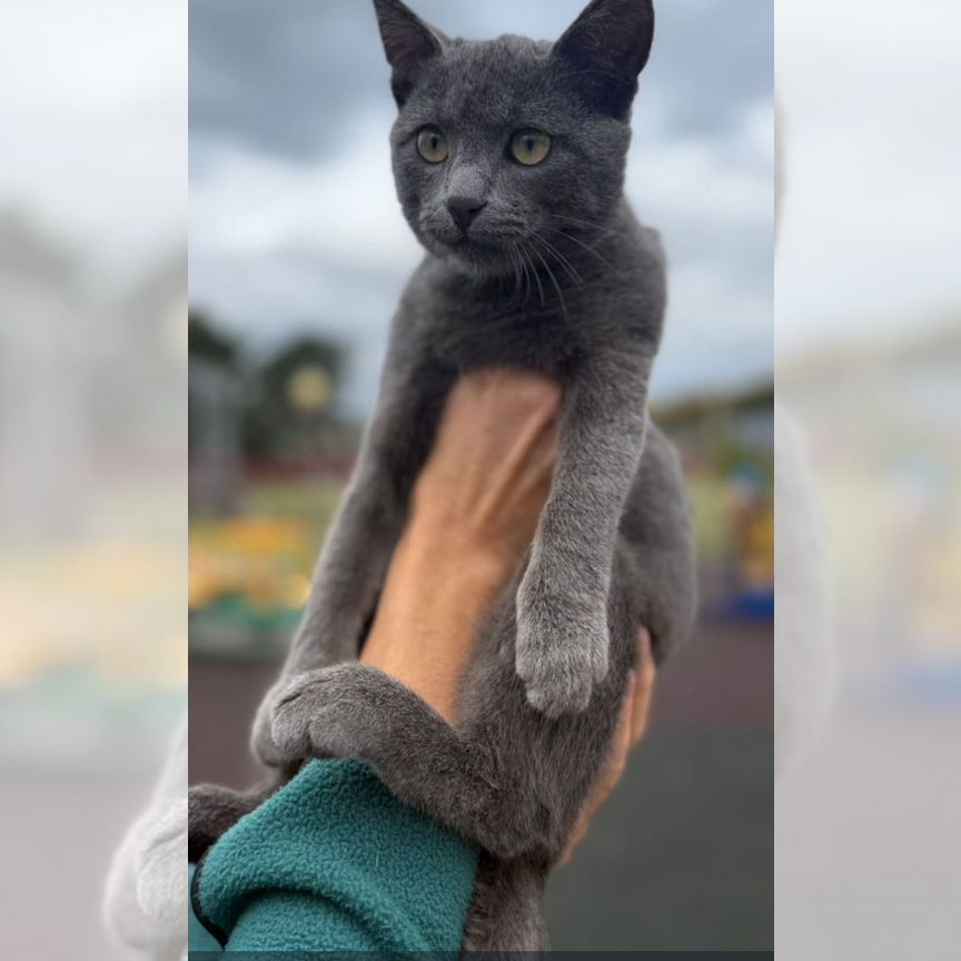 Котенок, возможно, русская голубая