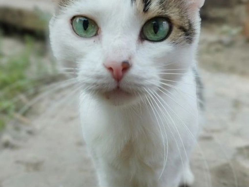 Кошечка Муха ищет дом