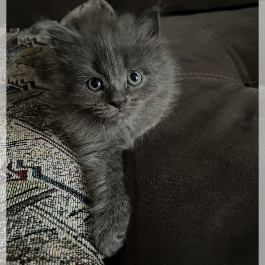 Отдам бесплатно котенка
