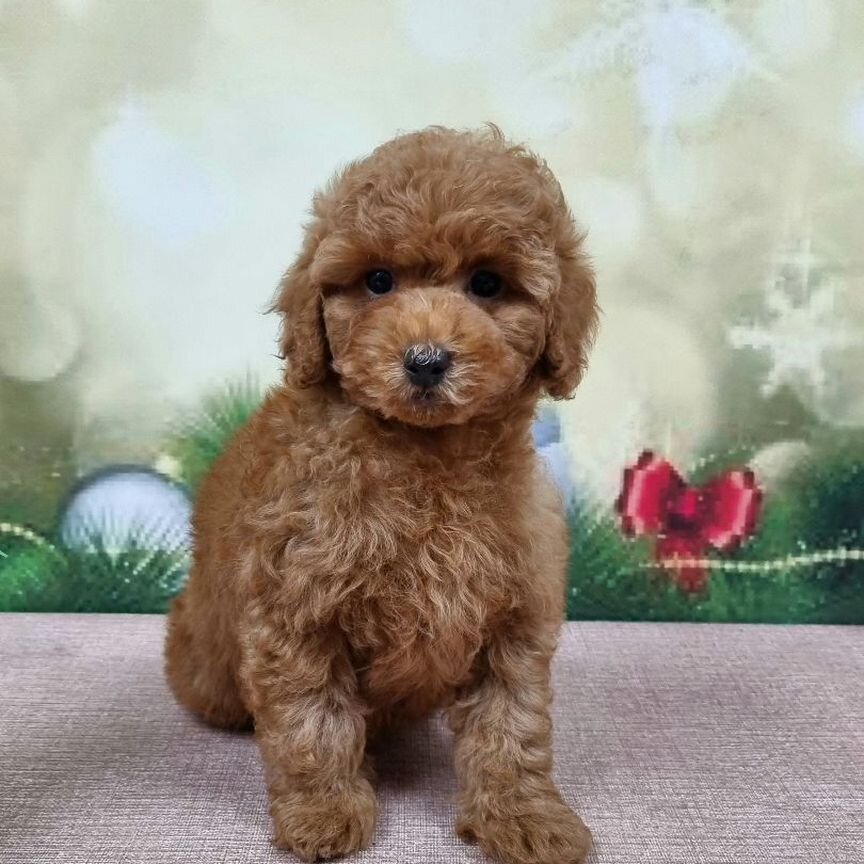 Той-пудель, щенок