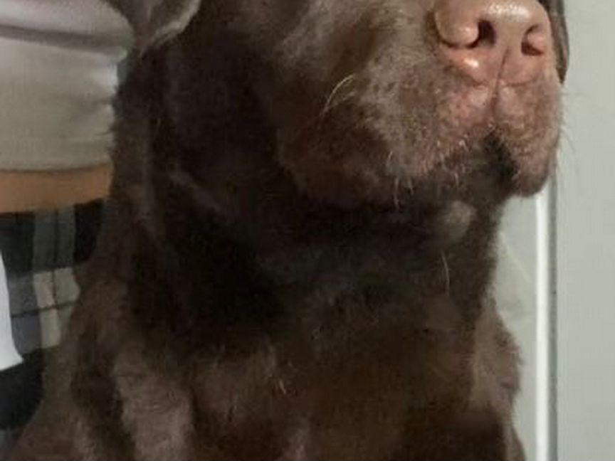 Кобель лабрадора вязка