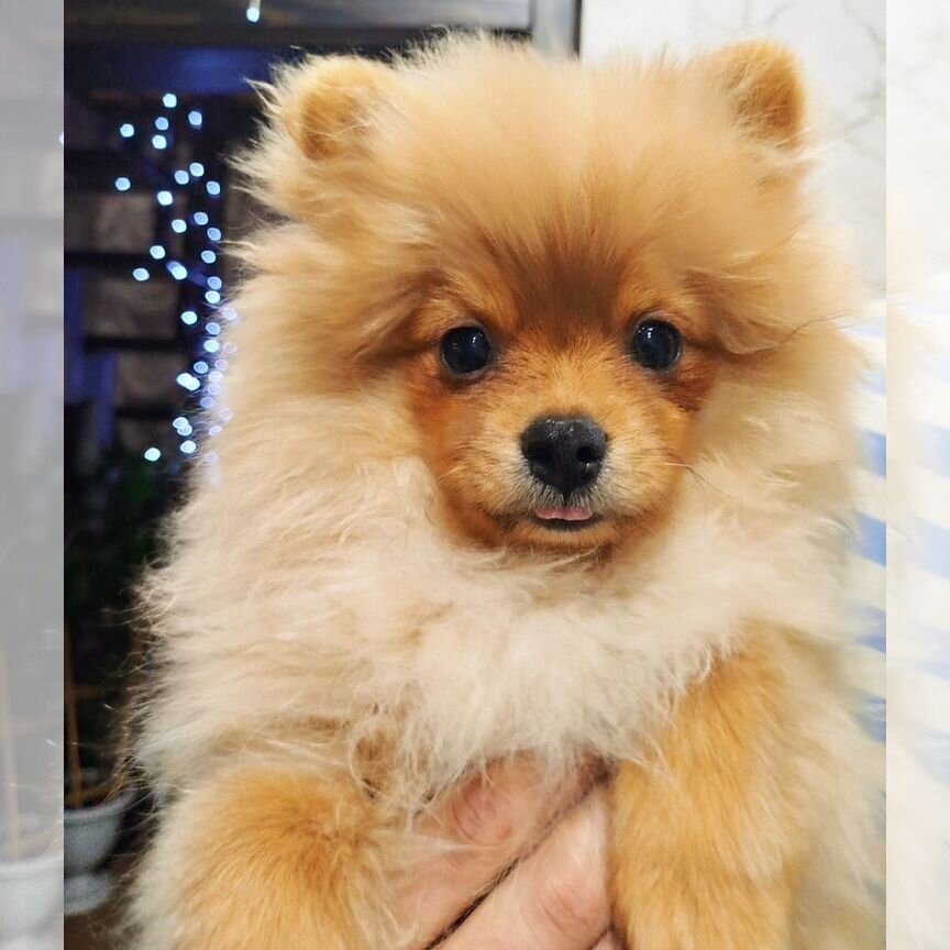 Малый немецкий шпиц щенки