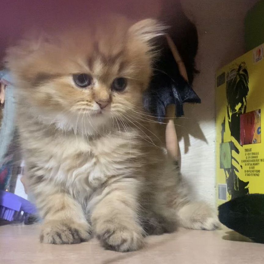 Шотландский прямоухий длинношёрстный котёнок