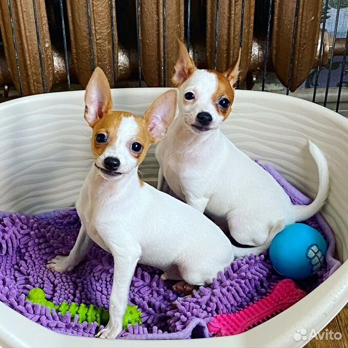 Милые крохи