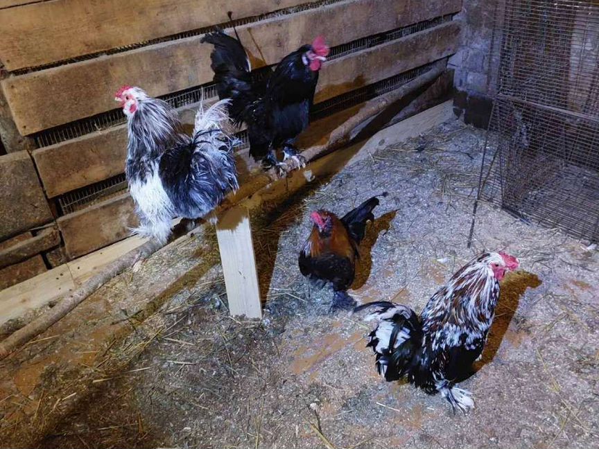 Петушки Бентамки