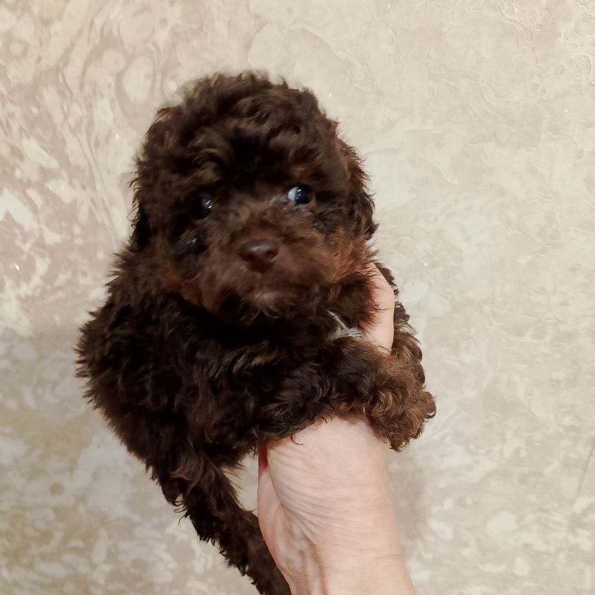 Пудель, щенок