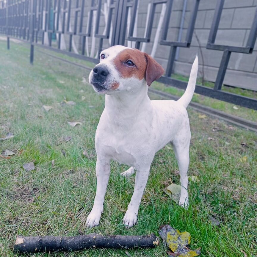 Кутята Джек Рассел