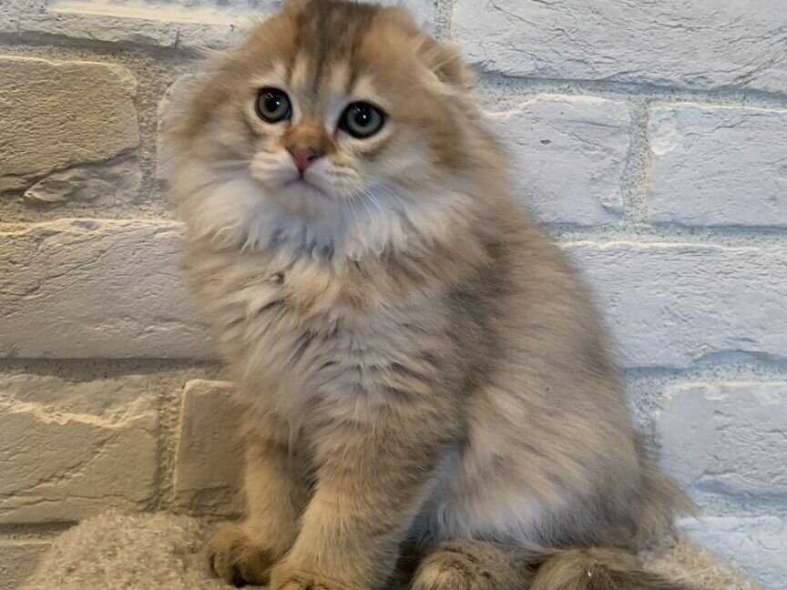 Шотладские вислоухие котята