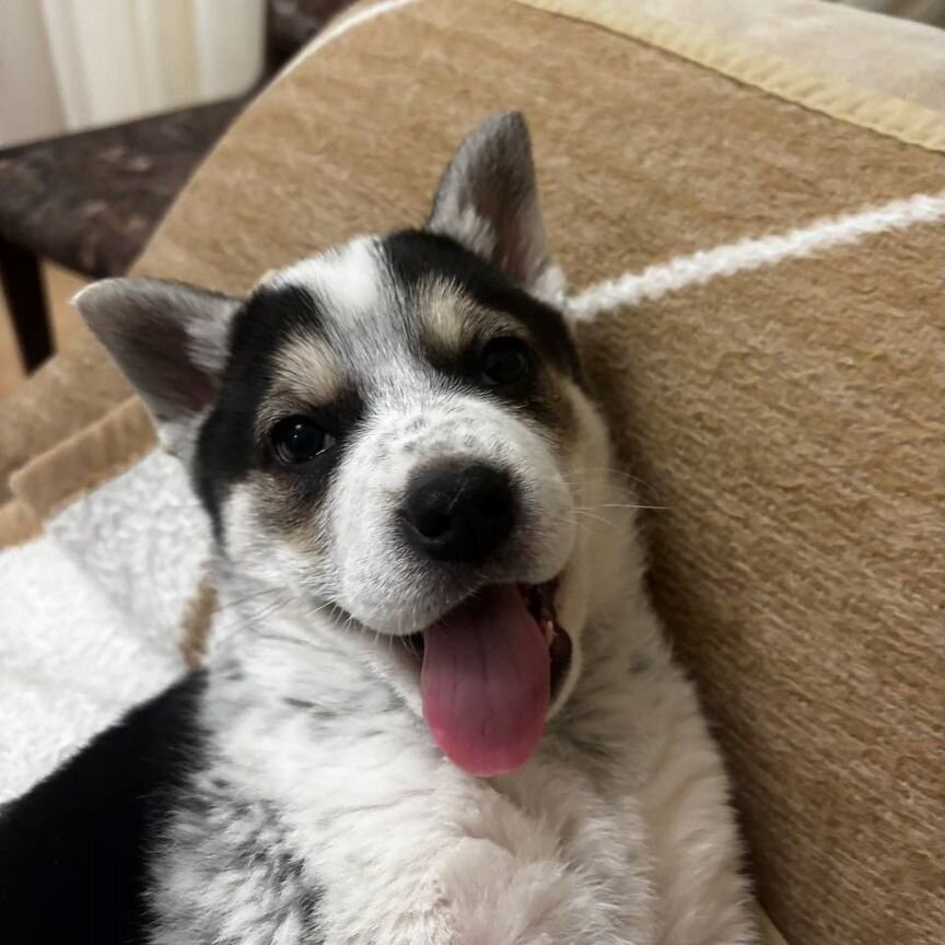 Булка ищет дом