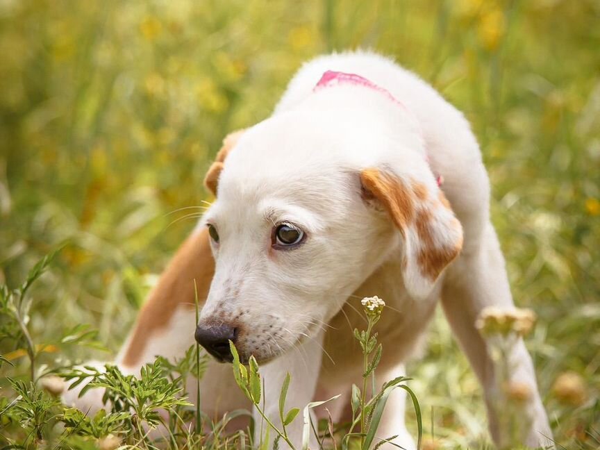 Лорик лучше чем форик