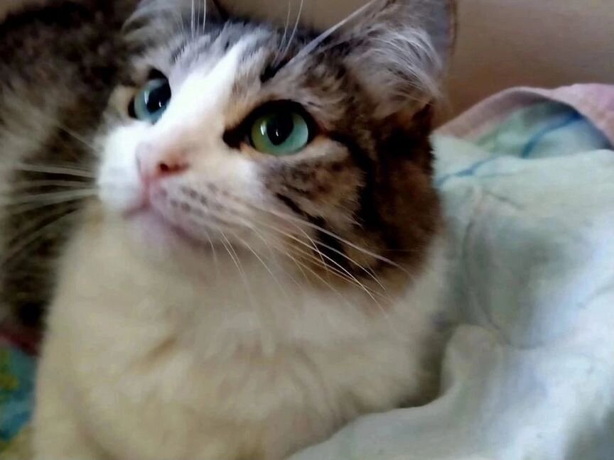 Кошка в дар